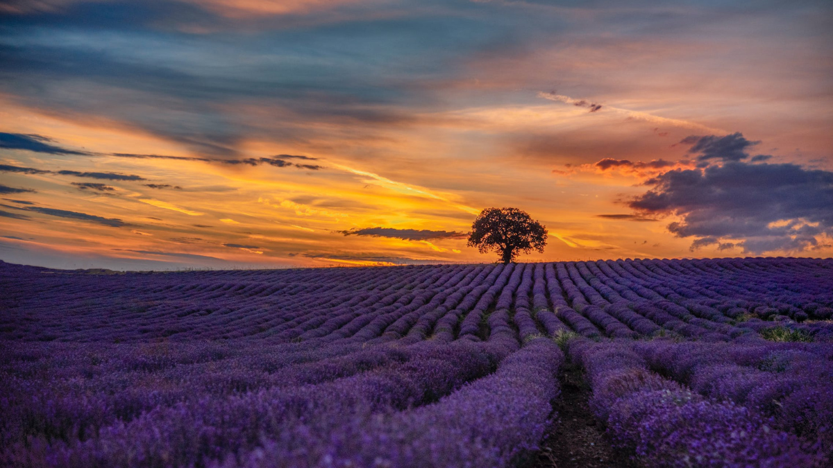 Aromatic Allure Of Utah's Lavender Fields - Skeehive