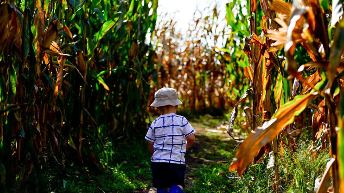 A-Maze-Ing Adventures: Utah's Best Corn Mazes - Skeehive