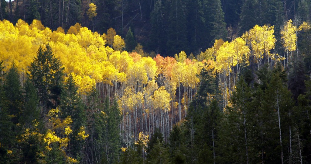 Utah's Enchanted Forests: A Guide To State's Woodlands - Skeehive