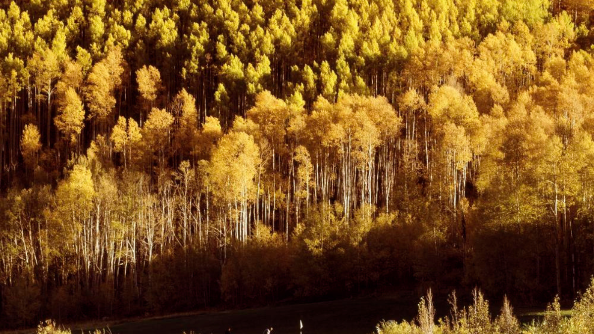 Utah's Enchanted Forests: A Guide To State's Woodlands - Skeehive