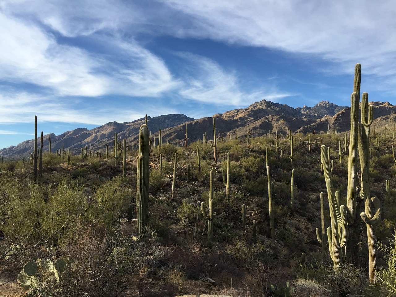 Fascinating Fun Facts About Arizona - Skeehive